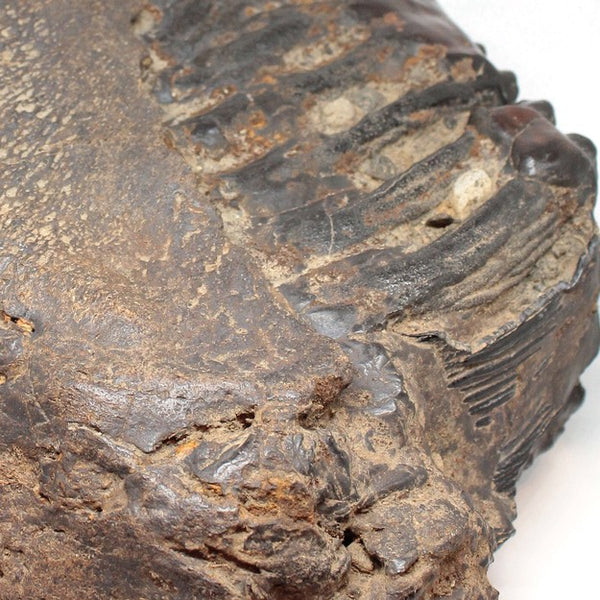 Stegodon Bones & Fossils for Sale | Stegodon Trigonocephalus Jaw Section