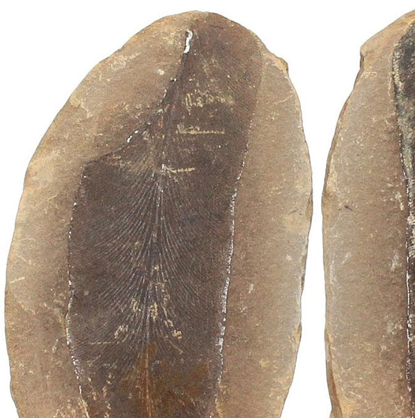 Calamite Tree Seed Fern | Fossilised leaves from the Calamite Tree