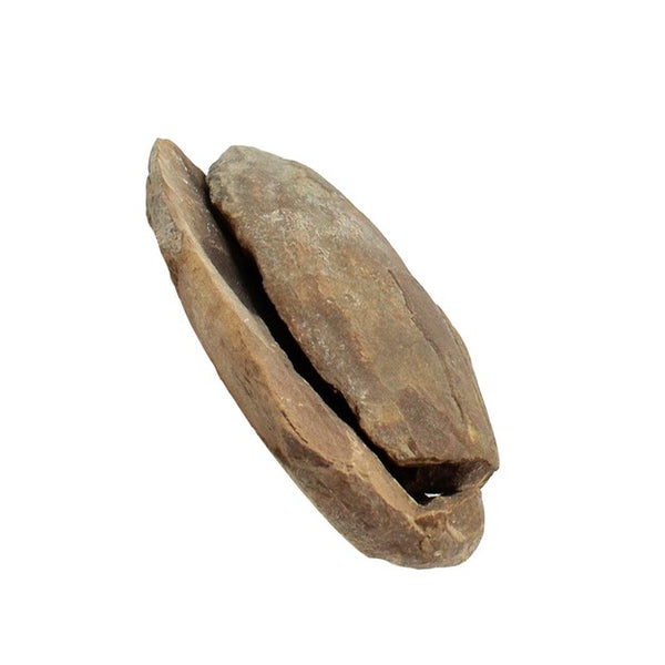 Calamite Tree Seed Fern | Fossilised leaves from the Calamite Tree