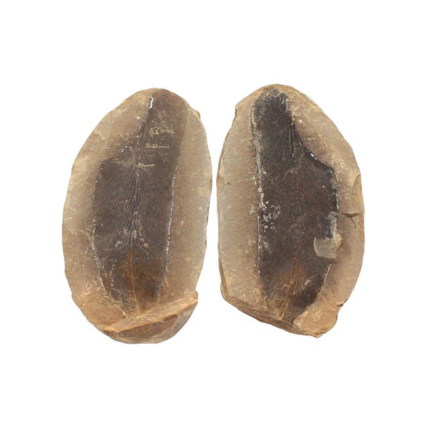 Calamite Tree Seed Fern | Fossilised leaves from the Calamite Tree