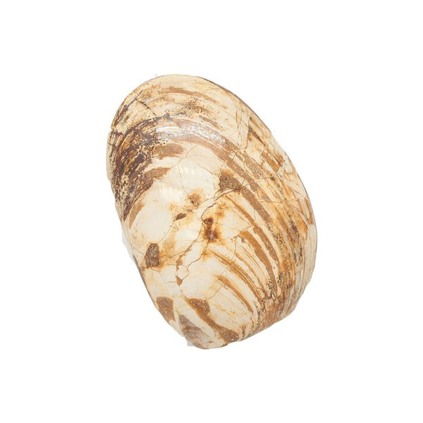 Fossilised Clam Shells | Clam Fossil for Sale