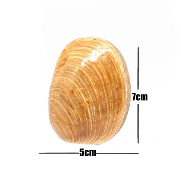 Fossilised Clam Shells | Clam Fossil for Sale