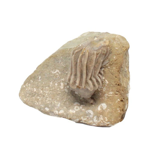 Macrocrinus Mundulus Crinoid for Sale