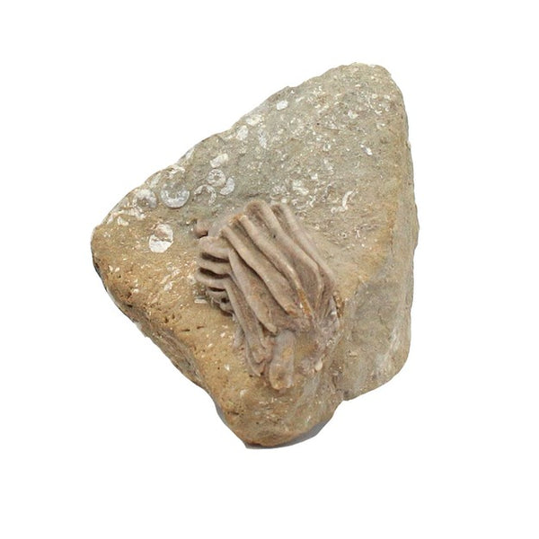 Macrocrinus Mundulus Crinoid for Sale