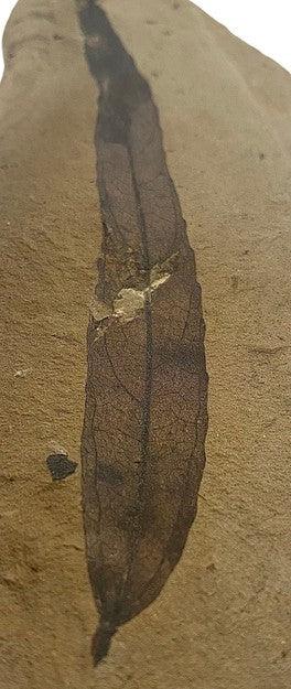 Prehistoric Fossil Elm leaf
